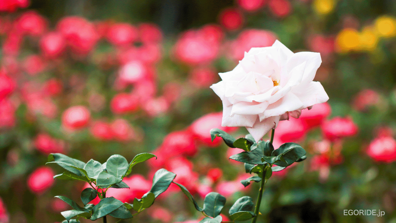 絶対買い！キヤノン「EF100mm F2.8L マクロ」の柔らかいボケ具合＜機材紹介＞ | EGORIDE