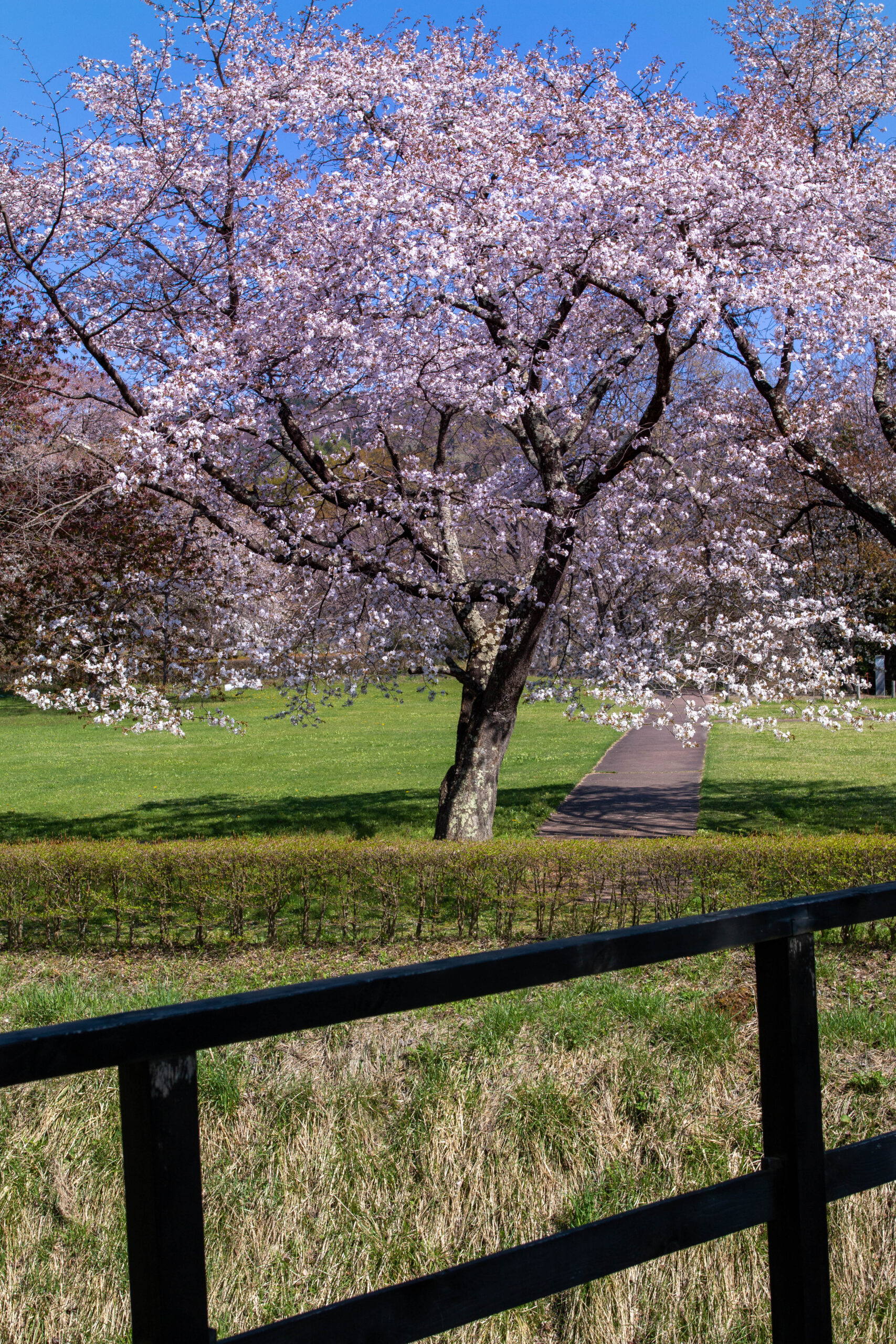 驚愕！キヤノン単焦点レンズ「EF35mm F1.4L II」がエモすぎる＜撮影機材紹介＞ | EGORIDE